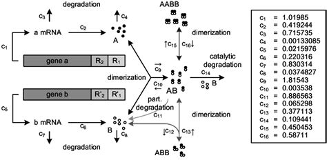 Schematic Representation Of Two Evolved Genetic Networks Exhibiting