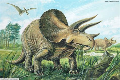 Pictures Of Triceratops Dinosaurs