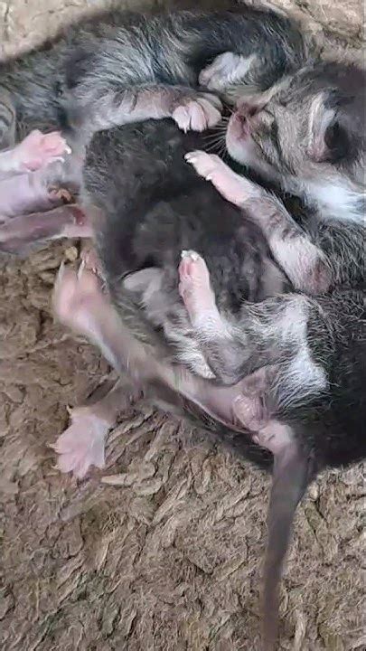 Trkačica Se Omacila Youtube