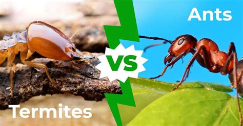 Termites Vs Ants War