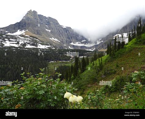 Beautiful Beargrass Flowers And Rugged Mountains On A Foggy Summer Day