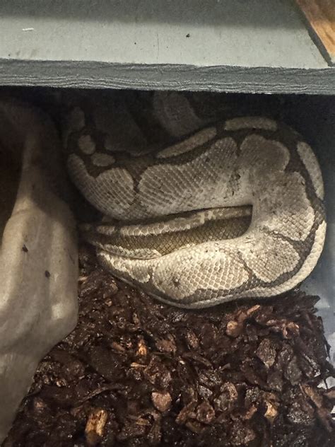 Is This A Confirmed Lock Ball Pythons Morphmarket Reptile Community