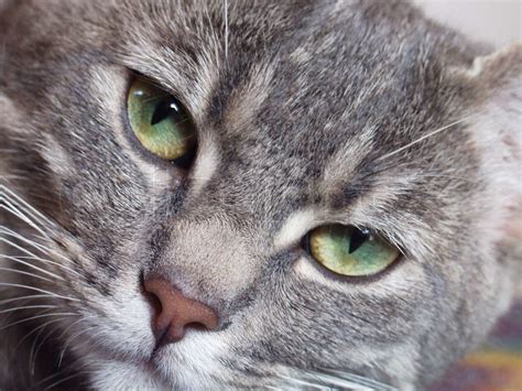 Grey Tabby Cat With Green Eyes