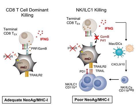 Opposing Roles Of Ifn In Immunotherapy — Andy Minn Lab At Upenn