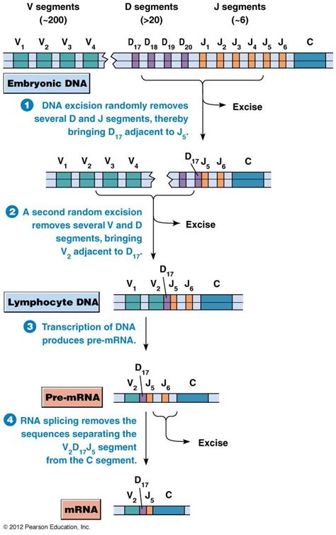Pin On Microbiology Immune System And Disease
