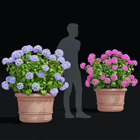 Hydrangea Macrophylla 2 Colors 3d Model Cgtrader