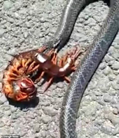 Giant Centipede Eating Snake