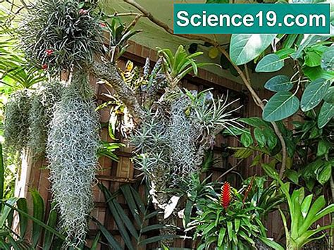 Care Este Rolul Carotenoizilor în Fotosinteză 💫 Portal Multimedia