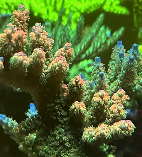 My Favorite Coral General Reef Keeping Chatter Indmas Indiana