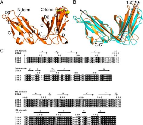 The Structure Of The Atypical Killer Cell Immunoglobulin Like Receptor Kir2dl4 Pmc