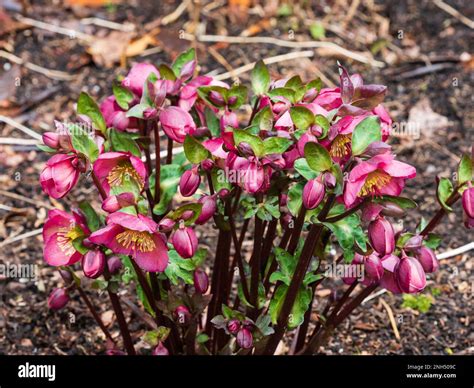 Pink February Flowers Of The Winter Flowering Hardy Hellebore