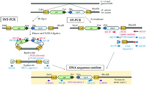 Schematic Diagram Of The Inverted Nested Two Step PCR INT PCR Left Download Scientific