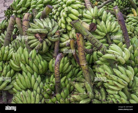 Huge Number Of Different Kinds Local Bananas At The Bazaar On The
