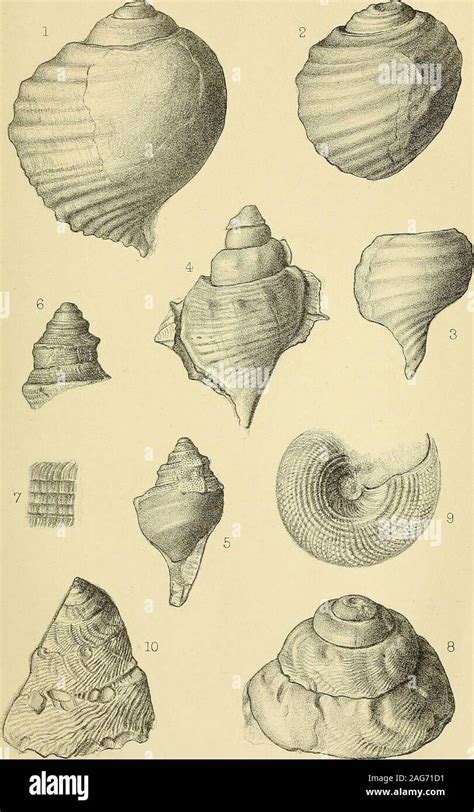 Shell Structure Examples