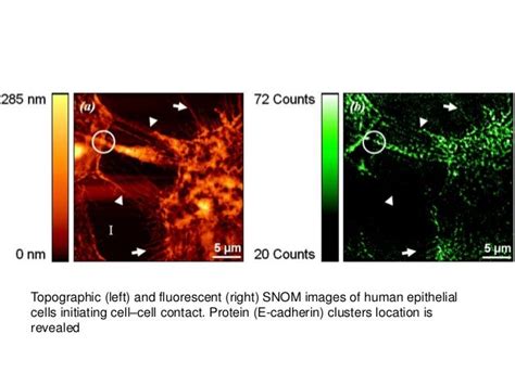 Near Field Scanning Optical Microscopy