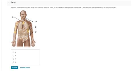 Solved Which Of These Lymphoid Organs Is Part Of A Chegg Com