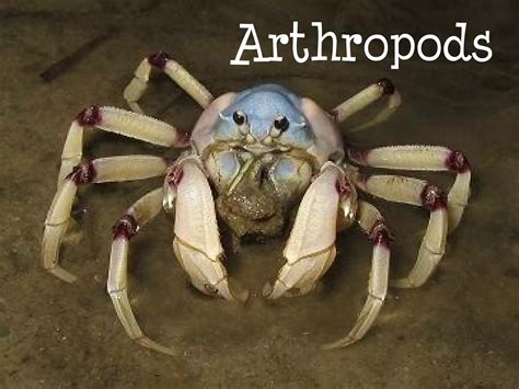 Arthropods Crustaceans Echinoderms Ppt