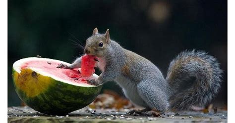 Любопитни катерици Галерия