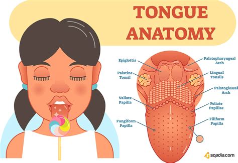Lingual Tonsil Bumps