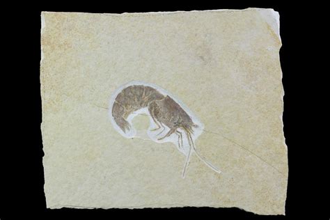3 5 Detailed Fossil Shrimp Solnhofen Limestone 97514 For Sale