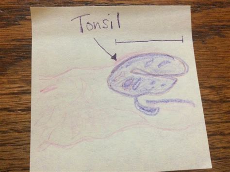 Jaime S Human Biology Blog BLOOD AND LYMPHATIC SYSTEM LAB