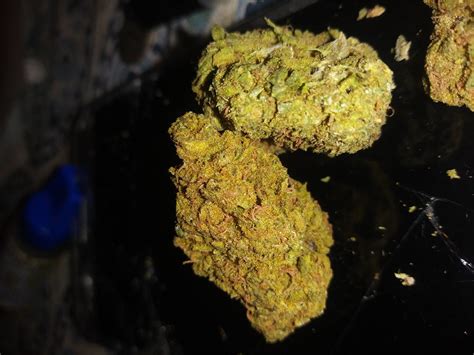 Orange Kush Aka Orange Og Weed Strain Information Leafly