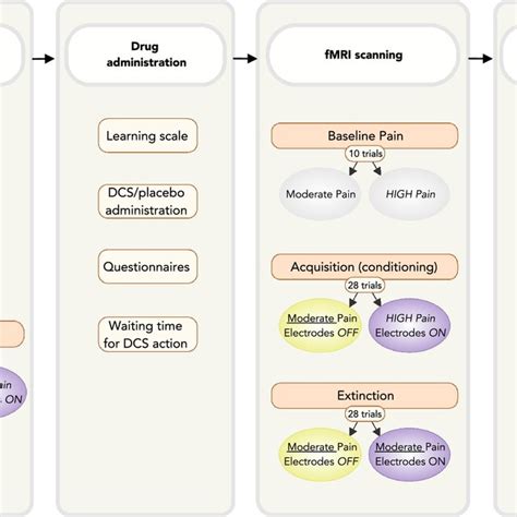 Timeline Of The Experimental Procedure Of This Study After Screening