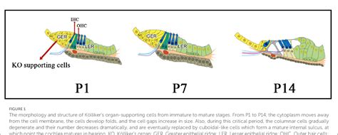 Figure 1 From Köllikers Organ Supporting Cells And Cochlear Auditory Development Semantic Scholar