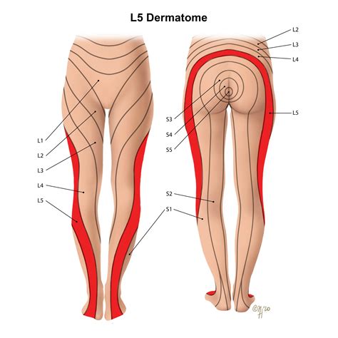 Anatomical Illustration L5 Nerve Distribution And Innervation — Nicole