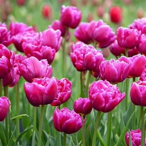 Cumpărați Lalea Margarita La 69 Mdl De La Producător