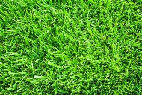 Tampilan Atas Tekstur Latar Belakang Rumput Hijau Latar Belakang