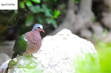 一只雏鸽特写高清图片下载红动中国