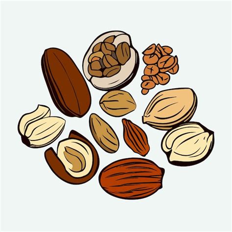 Premium Vector Illustration Mix Of Different Types Nuts