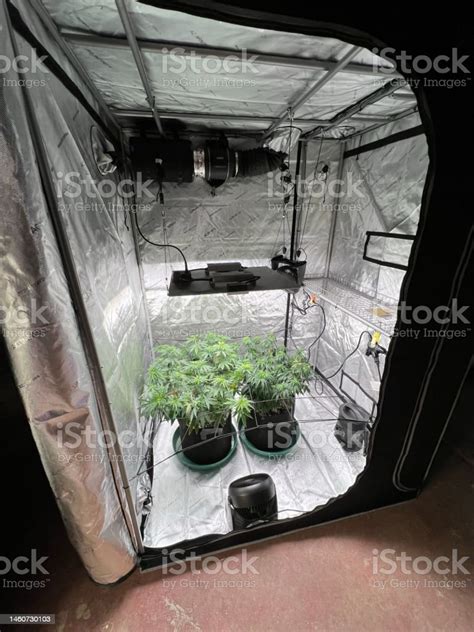 적절한 따뜻한 조건에서 대마초를 재배하기 위한 난방 식물 상자의 수직 샷 0명에 대한 스톡 사진 및 기타 이미지 0명 금속 녹색 Istock