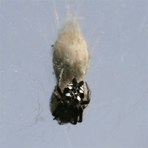 Tent Web Spider