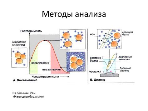 Лекция № 3. Строение, свойства и многообразие функций белков. - ppt ...