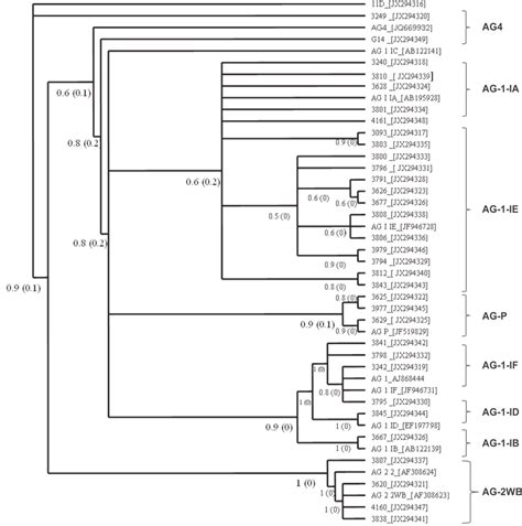 Phylogenetic Analysis Using Bayesian Inference Based On ITS Sequences Download Scientific