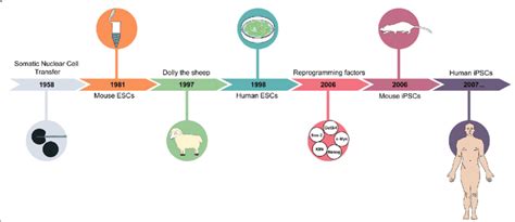 Stem Cell Research Key Dates Genetic Reprogramming Started As Early Download Scientific