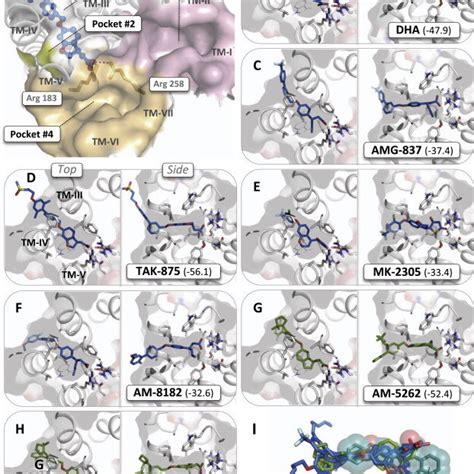 molecular docking of gpr40 agonists in crystal structure of the human