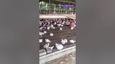 পোল্ট্রি ফার্মের মুরগী দেখে নেবে নাকি কেমন।😁😁 Youtube