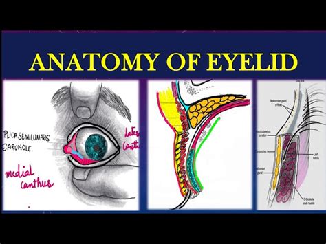 Eyelid Anatomy Diagram