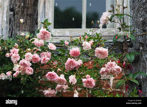 Climbing Rose In Tree