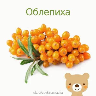 Облепиха картинка для детей - 89 фото
