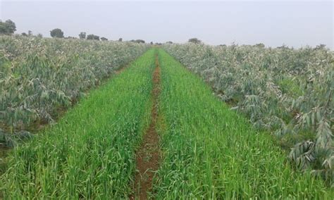 Veera Venkata Ramana Vadaparthi On Linkedin Inter Crop With Euca Clone