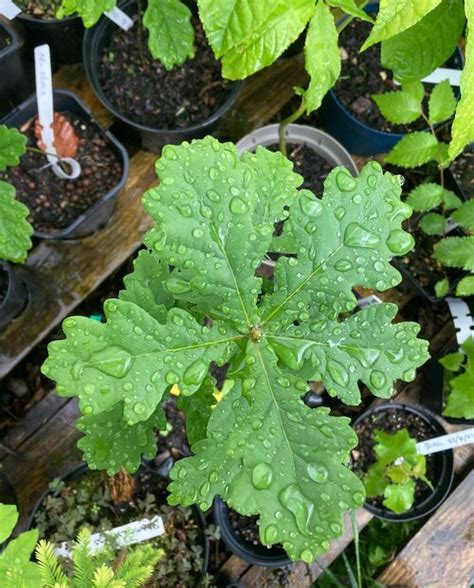 Tree Musketeers Nursery Open Day — Urban Tree Festival