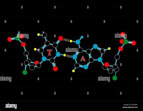Dna Nucleotides Computer Artwork Section Of A Double Stranded Dna Deoxyribonucleic Acid