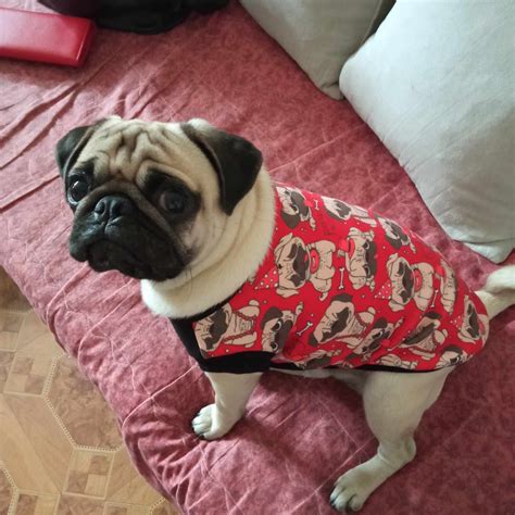 Мода за кучета Мода за кучета Added A New Photo