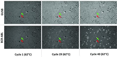Fluorescence Images From Real Time Pcr Analysis Fluorescence Images