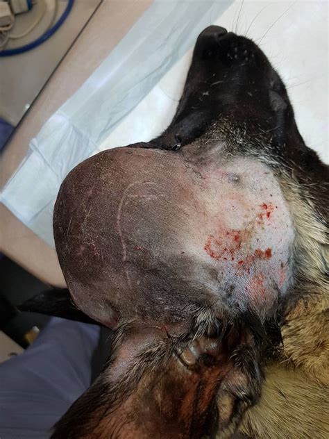 Osteochondrosarcoma Surgery Vets On The Balkans An Online Journal