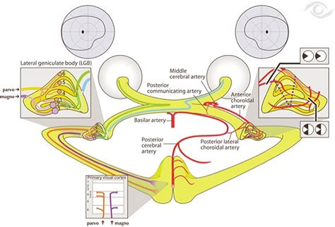 Lateral Geniculate Visual Field